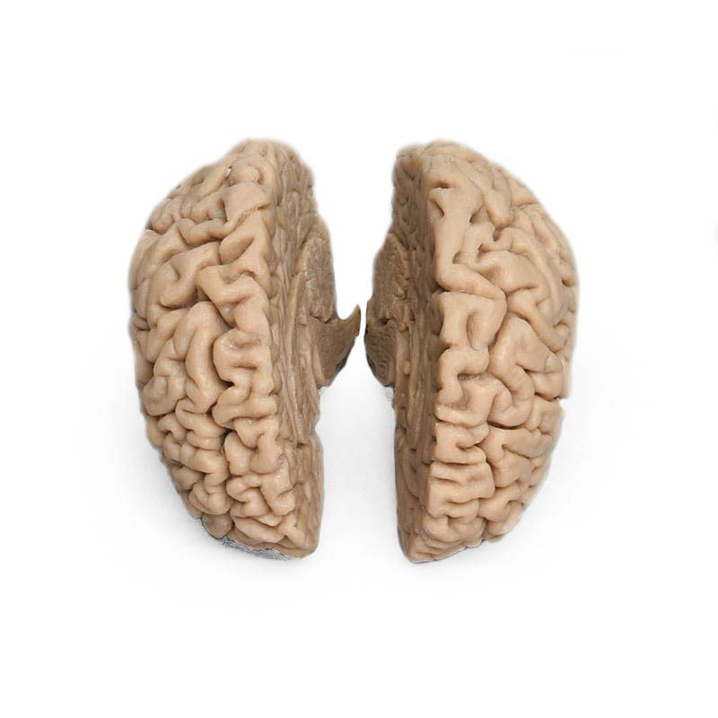 Human Brain Model (Actual Cast) | Health and Care